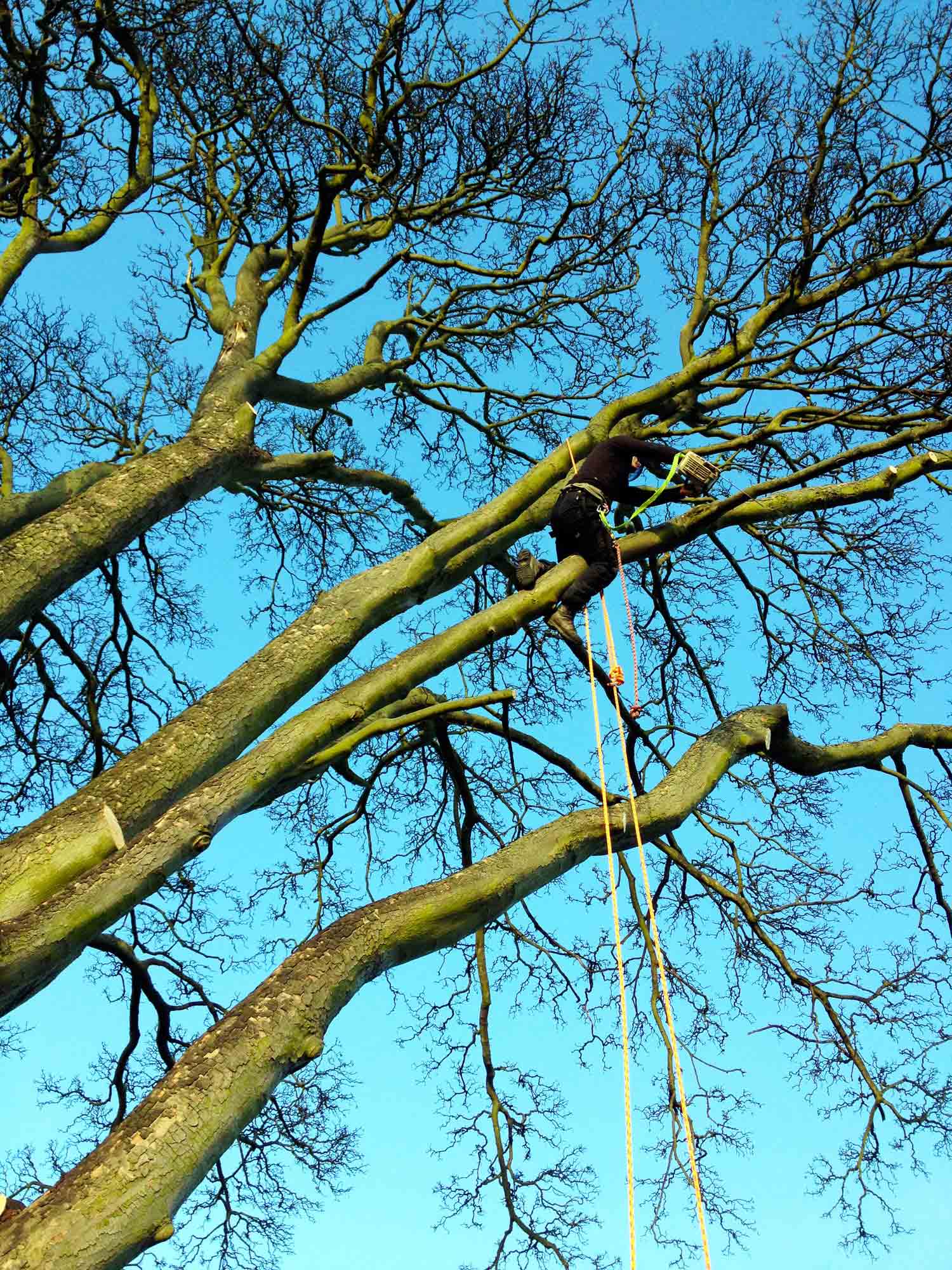 Protected Trees - Newcastle Tree Services