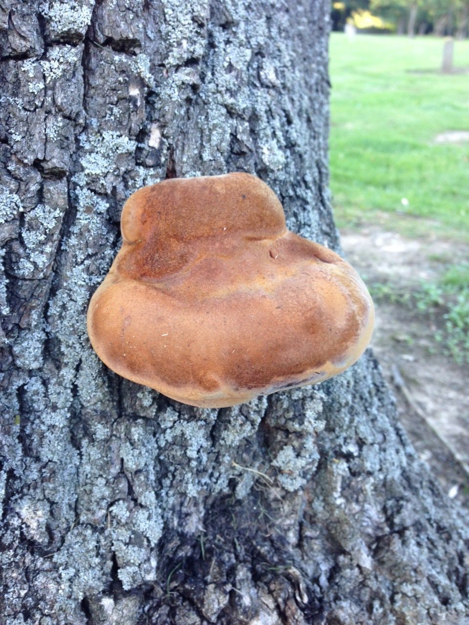 Inonotus Hispidus - Newcastle Tree Services