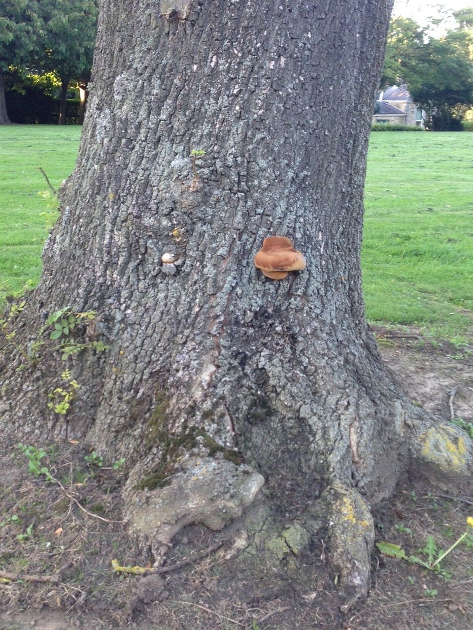 Inonotus Hispidus | Newcastle Tree Services