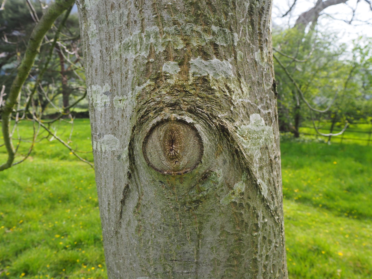 Branch Pruning / Target Pruning - Newcastle Tree Services