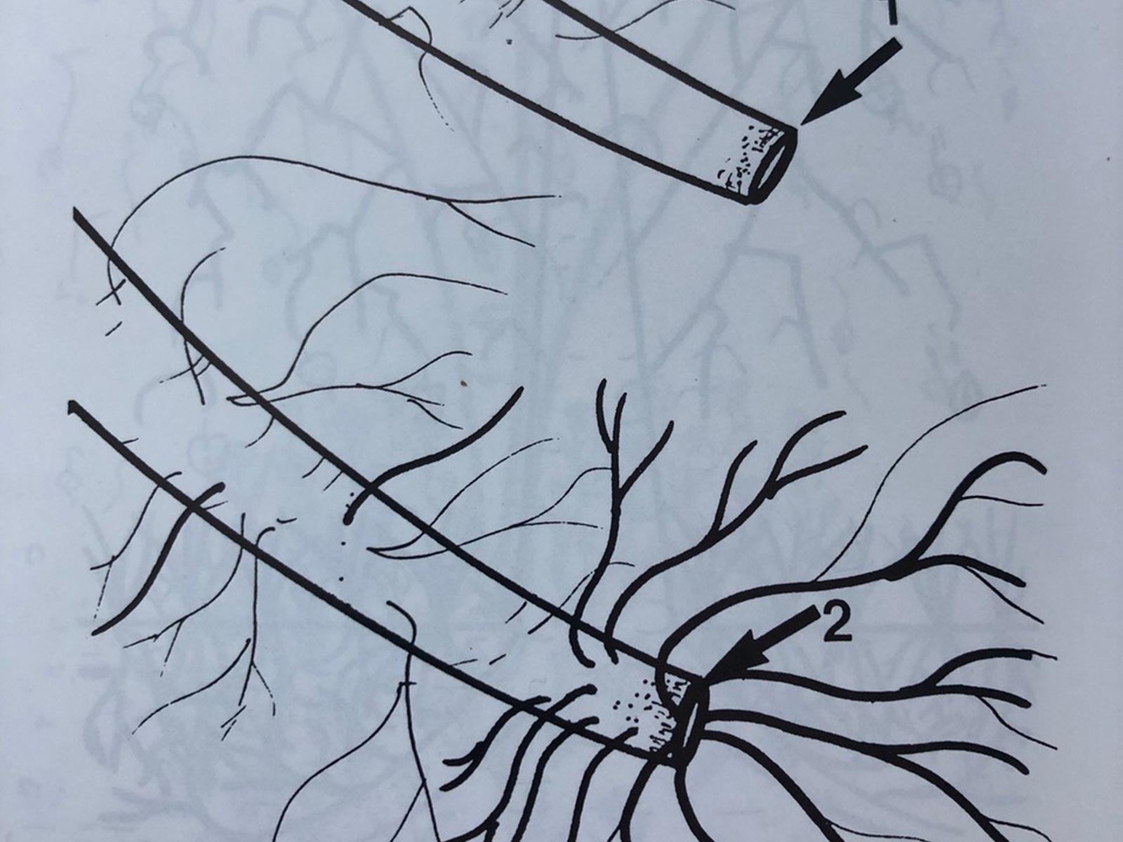 Root Pruning - Newcastle Tree Services