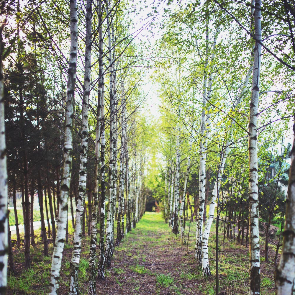 Trees of the week | Newcastle Tree Services